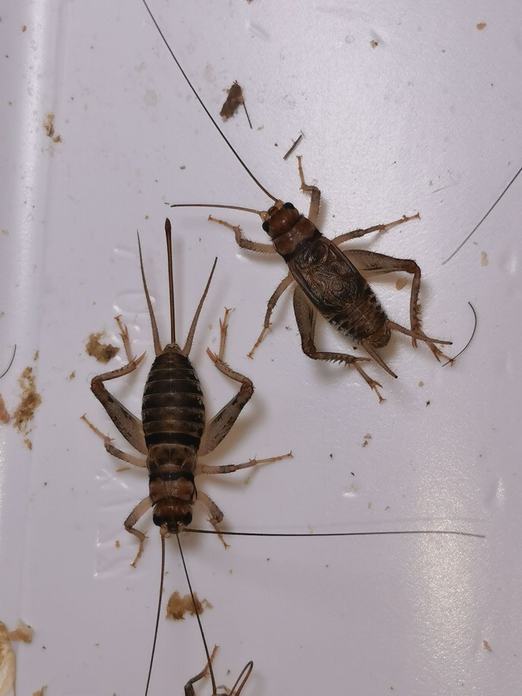 Świerszcz bananowy – hodowla, cena, rozmnażanie | Hodowla Owadów